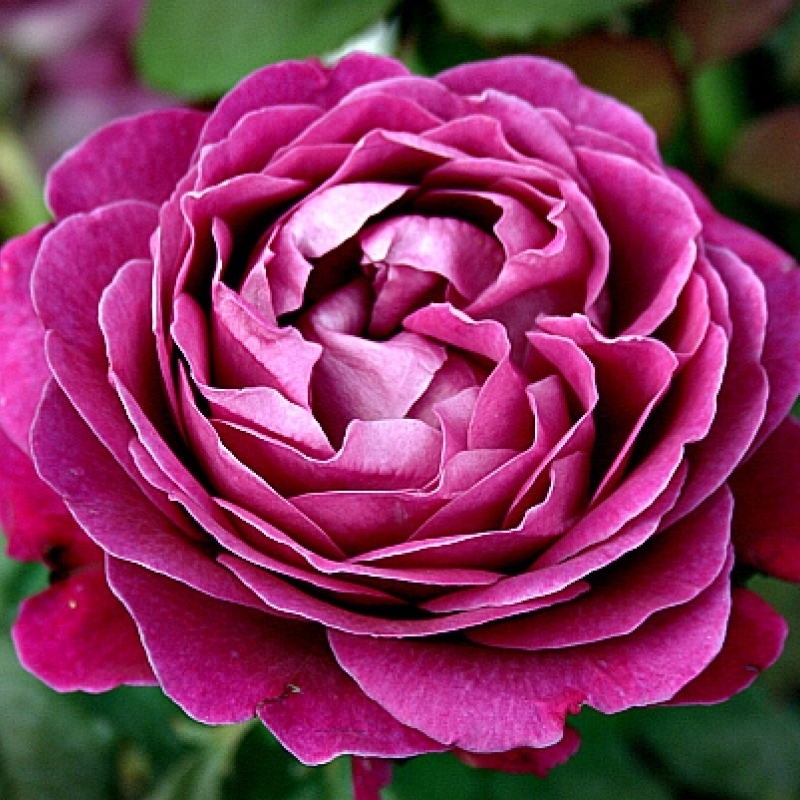 Marigen - питомник Сент Оф Вумен и саженцы