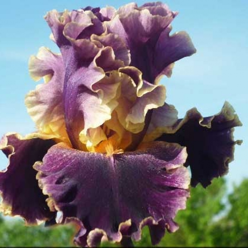 Marigen - питомник Secret Recipe и саженцы