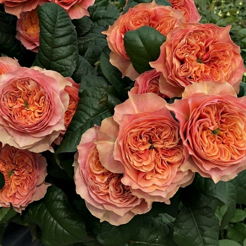 Marigen - питомник Kensington Gardens(VIP ROSES) и саженцы