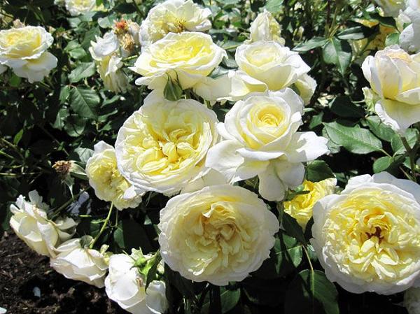 Marigen - питомник Stockholm и саженцы