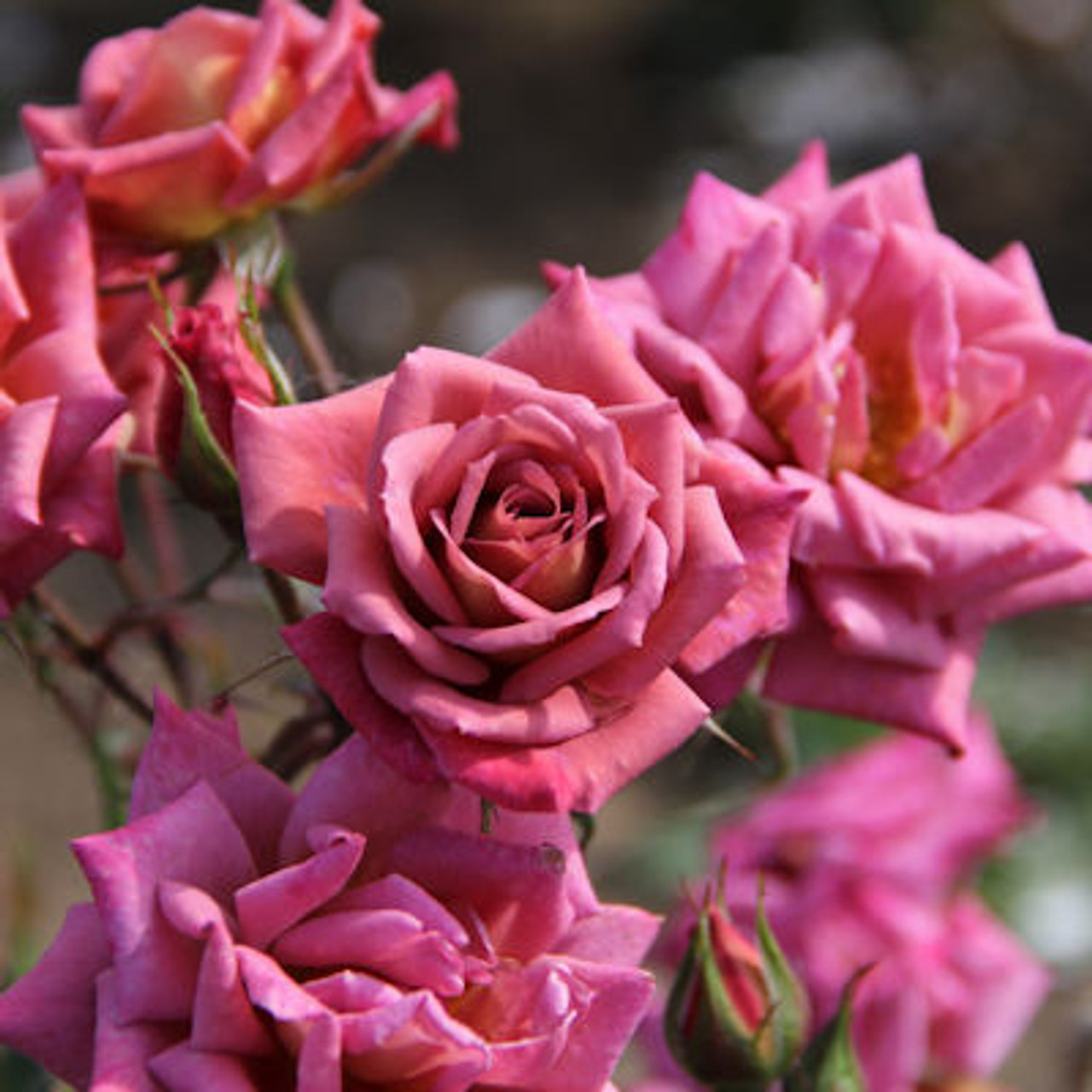 Marigen - питомник Incognito и саженцы