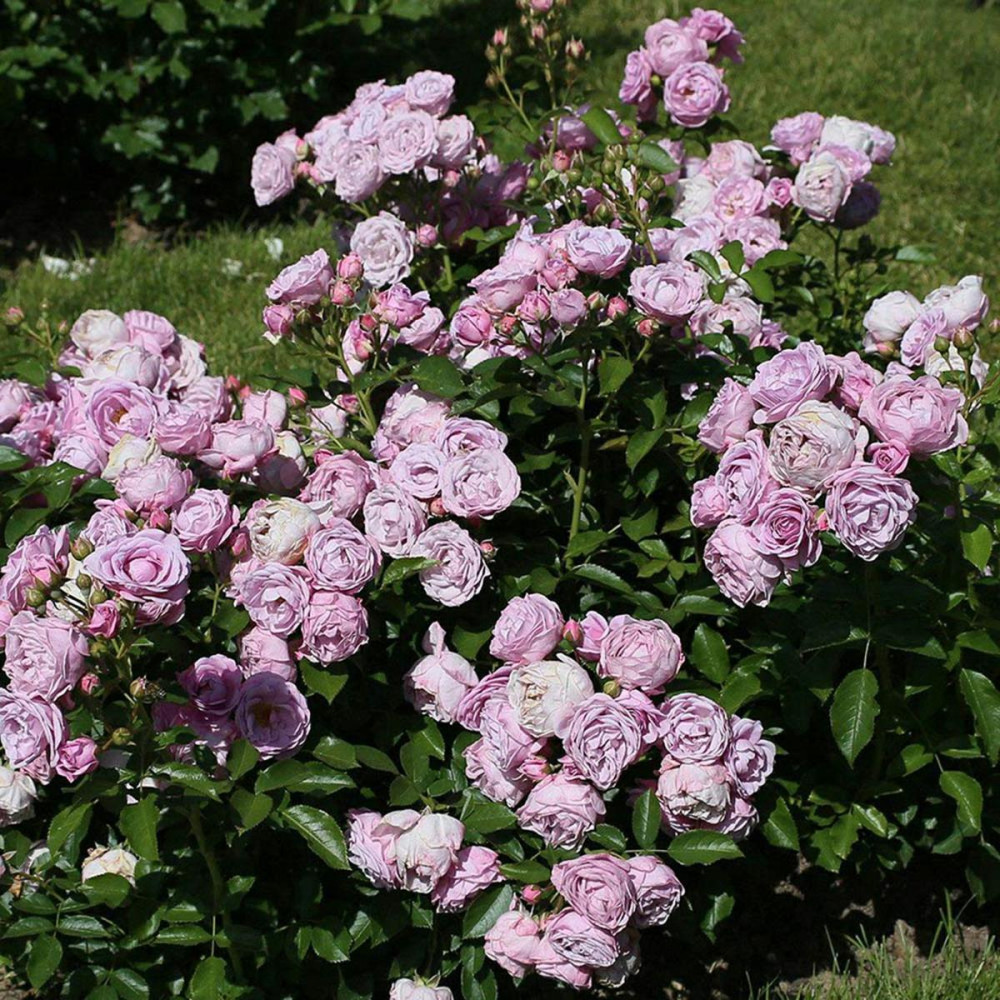 Marigen - питомник NAUTICA и саженцы