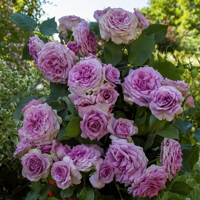 Marigen - питомник QUICKSILVER и саженцы