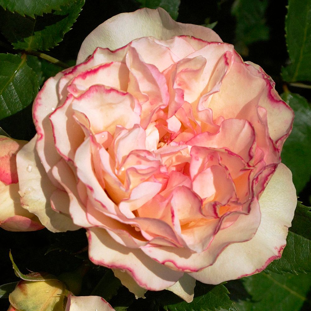 Marigen - питомник Perfume Kisses и саженцы