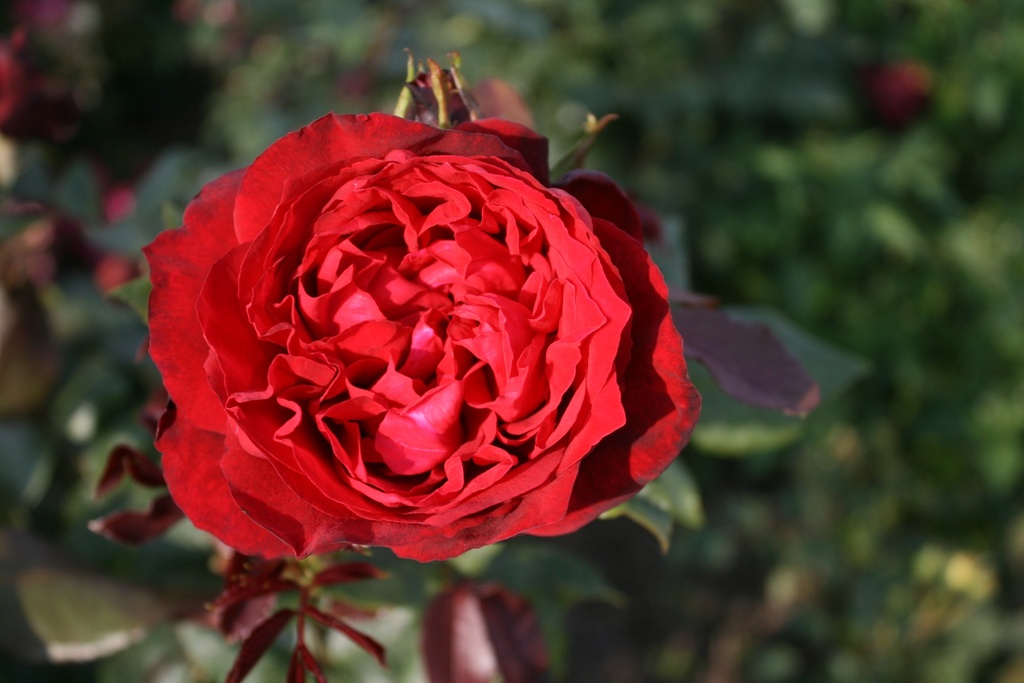 Marigen - питомник Admiral и саженцы