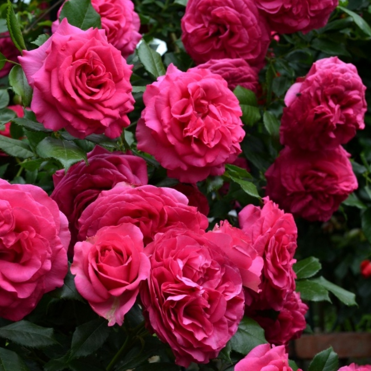 Marigen - питомник Maritim и саженцы