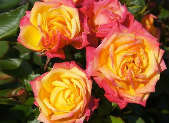 Marigen - питомник Little Sunset и саженцы