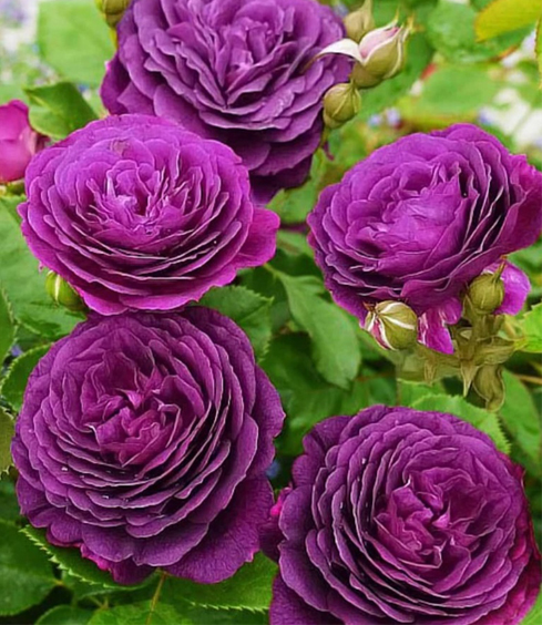 Marigen - питомник New Age и саженцы