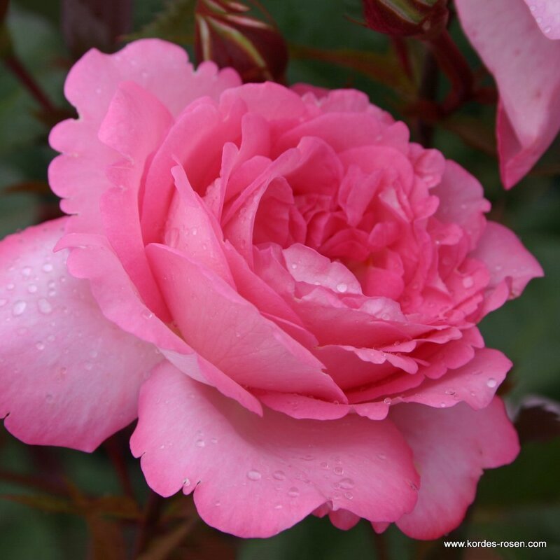 Marigen - питомник Desiree и саженцы